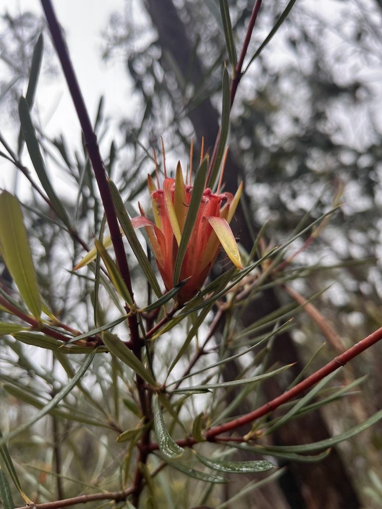 Mountain Devil from Blue Mountains National Park, Blue Mountains ...