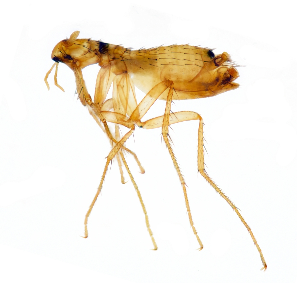 Ischnopsyllus from Libo County, Qiannan Buyei and Miao Autonomous ...