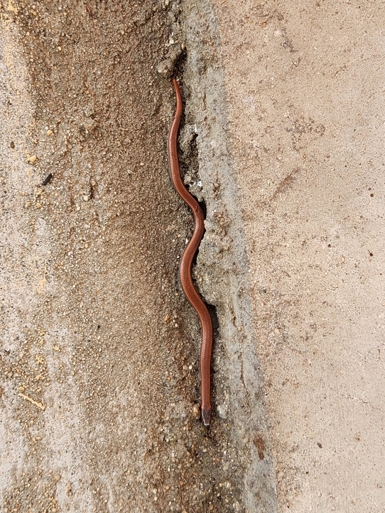 Sharp-tailed Snake from Monterey, CA, USA on January 17, 2024 at 02:02 ...