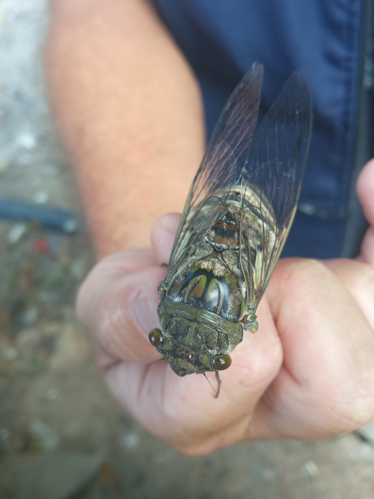 Giant Cicada from Florianópolis, SC, 88045, Brasil on December 20, 2023 ...