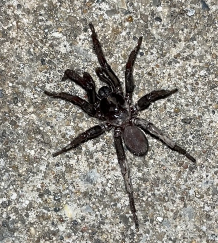 Wafer-lid Trapdoor Spiders from Brick Church Bellshire, Nashville, TN ...
