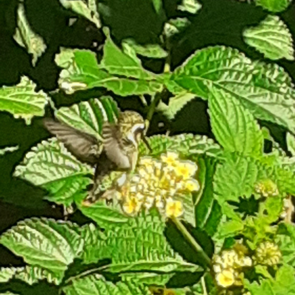 Hummingbirds from Salta, Argentina on February 2, 2024 at 10:23 AM by ...