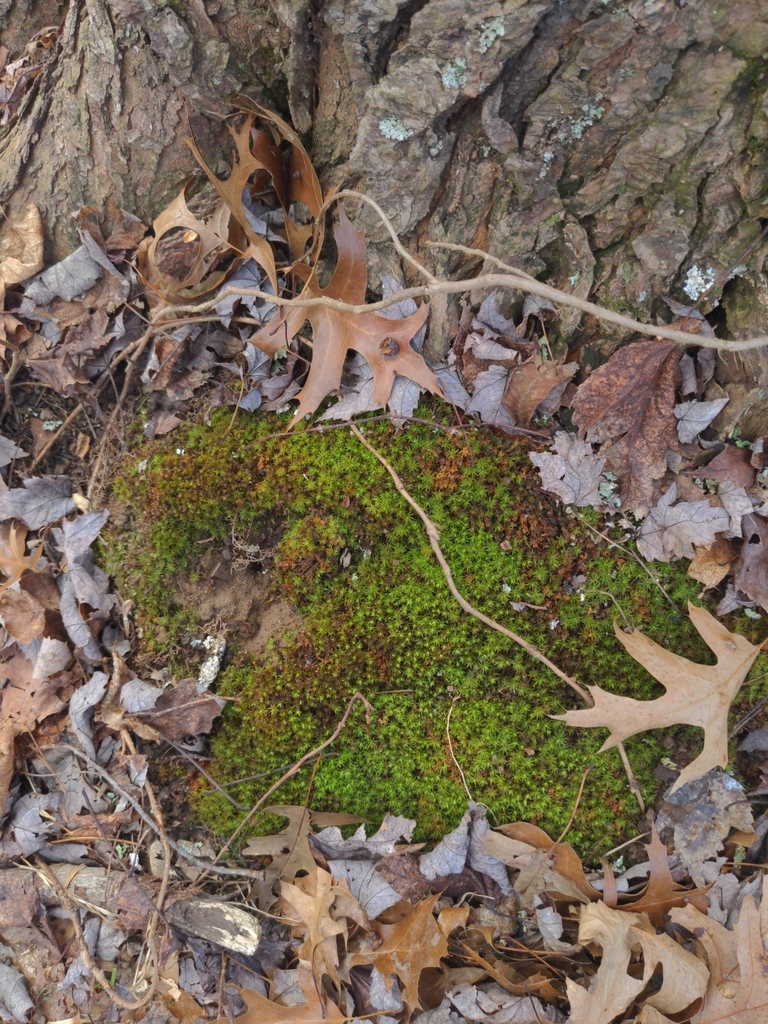 common bladder moss from Clermont County, US-OH, US on February 2, 2024 ...