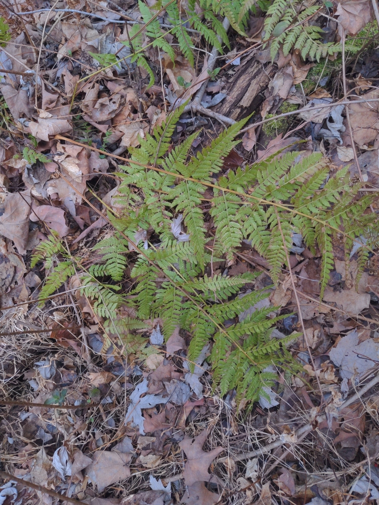 intermediate wood fern from Union Township, OH, USA on February 2, 2024 ...