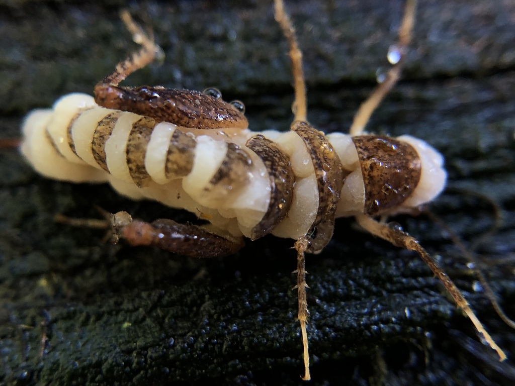 Entomophaga grylli from UC Berkeley, Berkeley, CA, US on February 2 ...