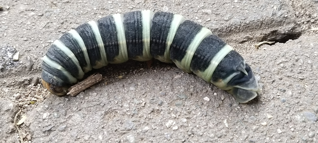 Pachylia syces from Medellín, CO-AN, CO on February 2, 2024 at 09:26 AM ...