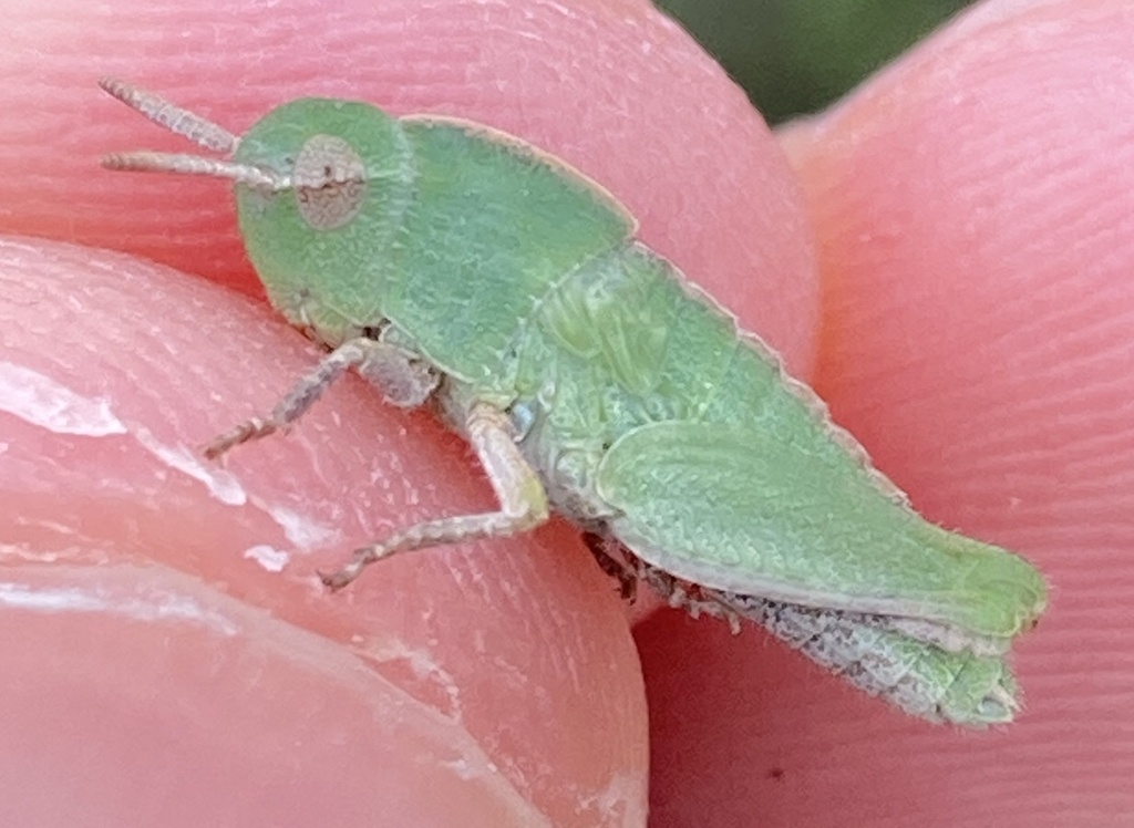 Green-striped Grasshopper from Texas A&M University, College Station ...