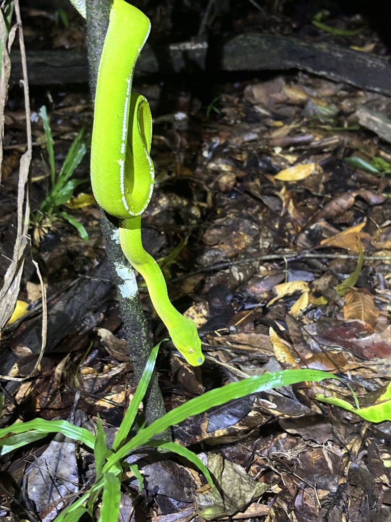 Southern Green Python from Kutini-Payamu (Iron Range) National Park ...