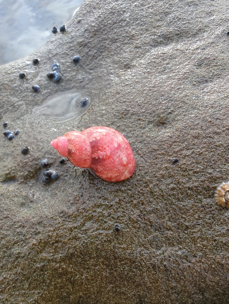 Common pheasant shell from Bateau Bay NSW 2261, Australia on February 3 ...