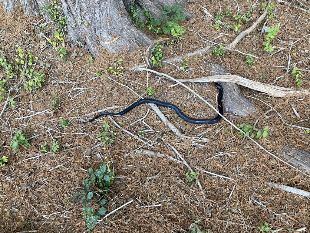 Texas Indigo Snake from Parque Nacional El Sabinal, Cerralvo, N.L., MX ...