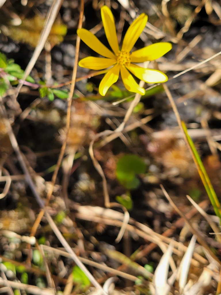 Florida false sunflower from Daytona Beach, FL 32124, USA on February 2 ...