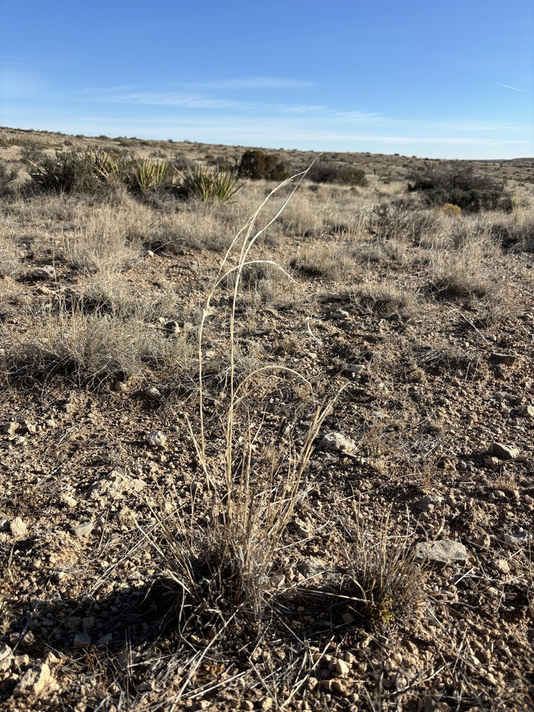Spike Dropseed in January 2024 by George Kinney · iNaturalist