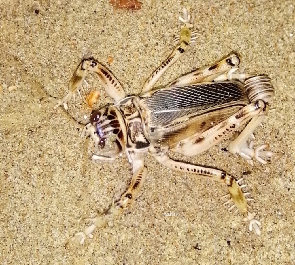 Schizodactylus monstrosus from Jorhat, IN-AS, IN on November 1, 2020 at ...