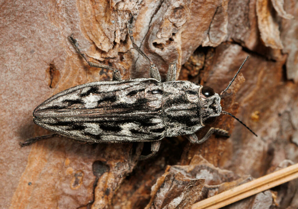 Sculptured Pine Borer from Seminole County, US-FL, US on February 2 ...