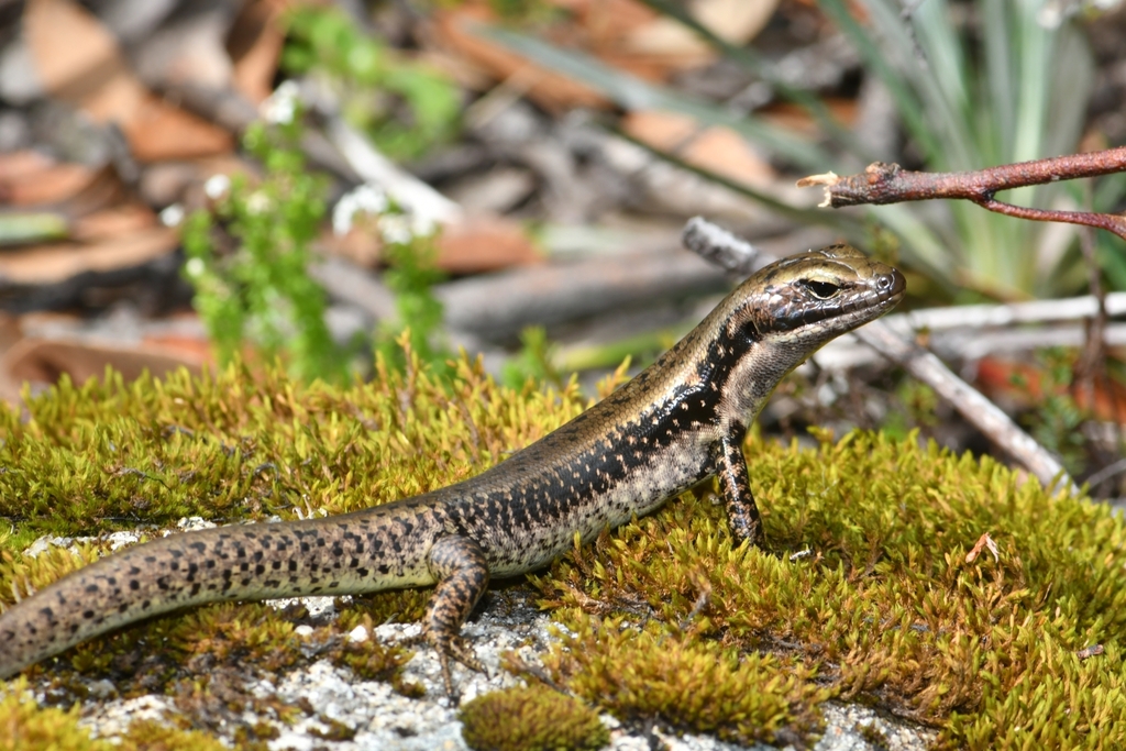 Southern Water Skink from Mount Baw Baw Alpine Resort (Unincorporated ...