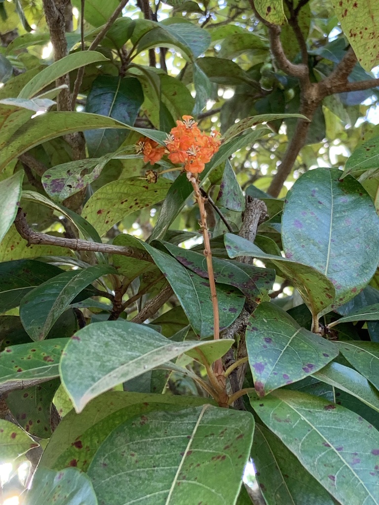 Nance from José María Morelos, Q. Roo., MX on February 2, 2024 at 04:23 ...