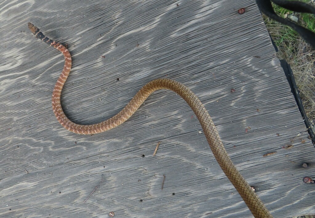 Red Coachwhip in January 2024 by Brian Hinds. Habitat being developed ...