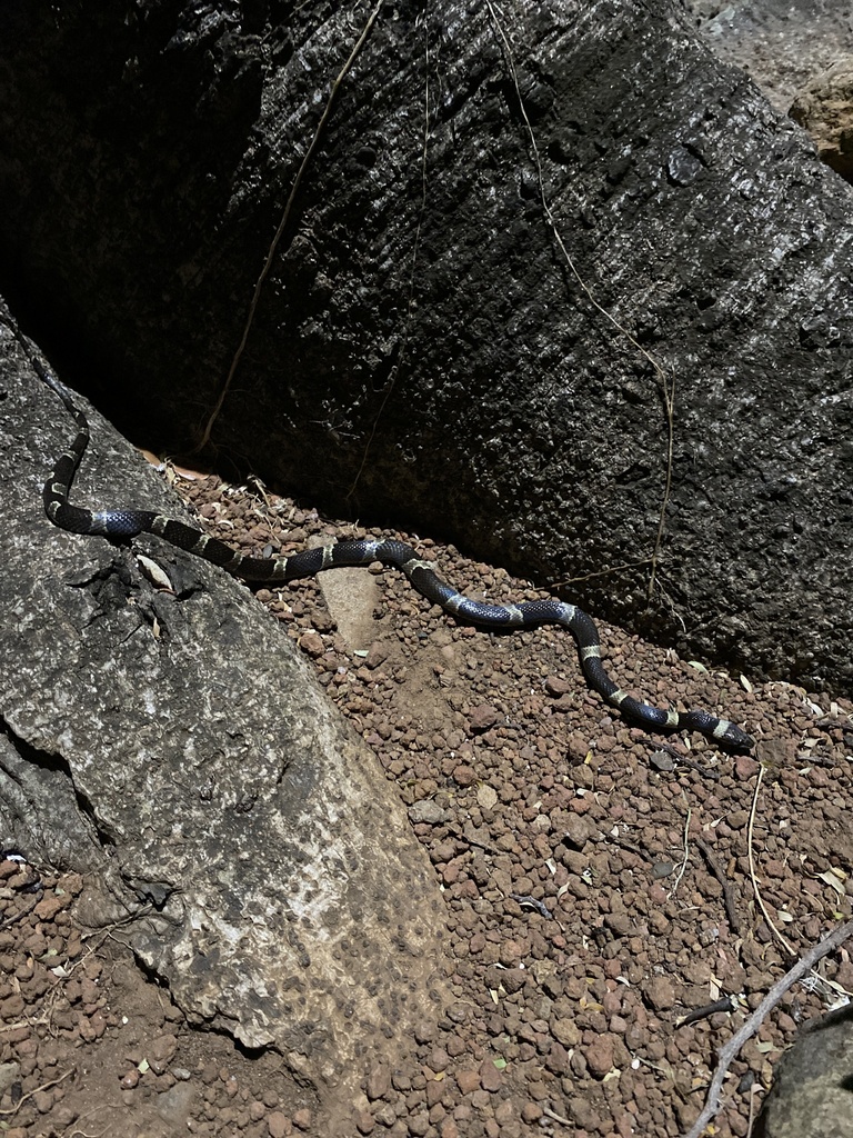 Black-banded Cat-eyed Snake from Calle Cuesta El Diablo, Cañas ...