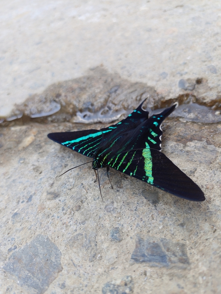 Urania Swallowtail Moth from San Carlos, Antioquia, Colombia on January ...