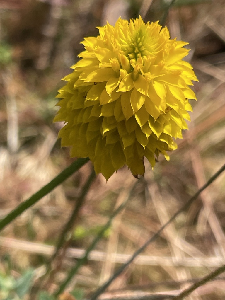 Yellow milkwort from Gasparilla Pines Blvd, Placida, FL, US on February ...