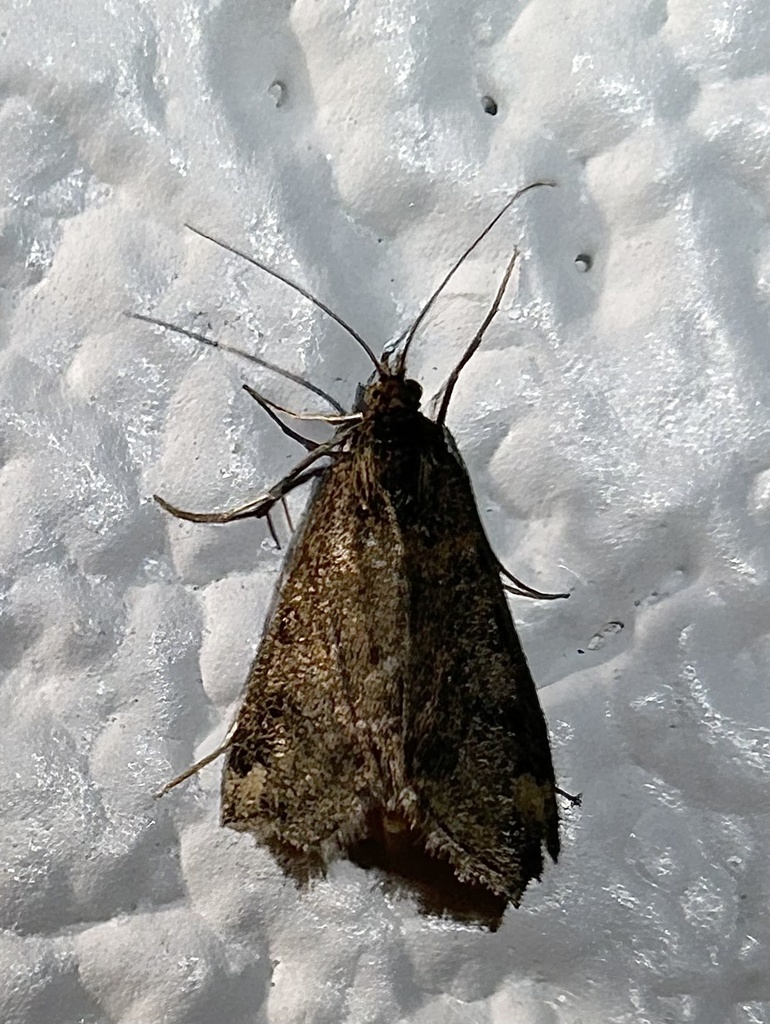 Mottled Pyrausta Moth from Marin Headlands, Sausalito, CA, US on ...