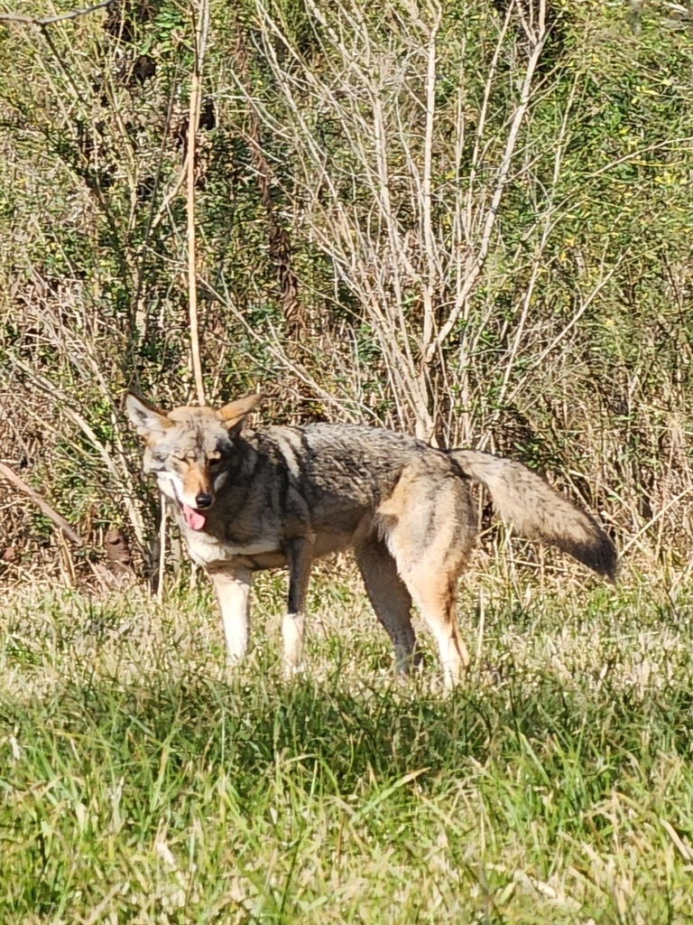 Coyote from Houston, TX 77007, USA on February 02, 2024 at 09:47 AM by ...