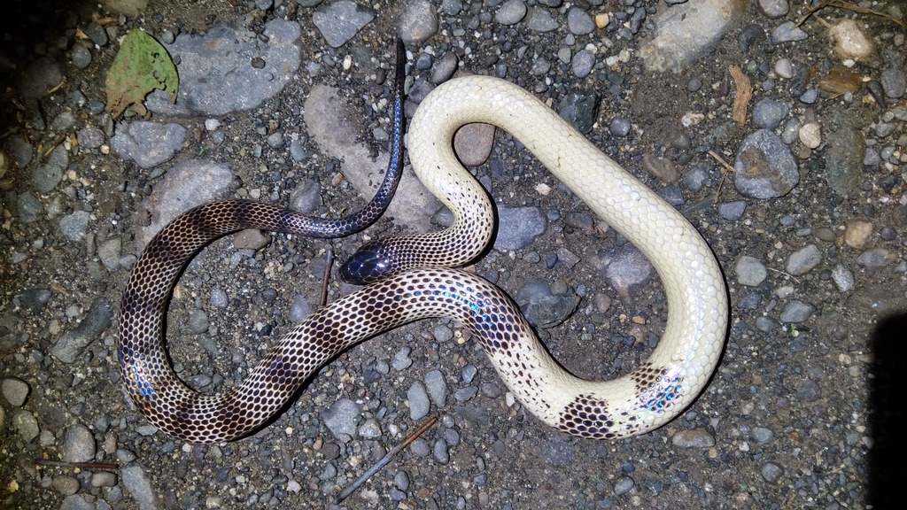 Ikaheka Snake from Dembek, Distrik Momi Waren, Kab. Manokwari Selatan ...