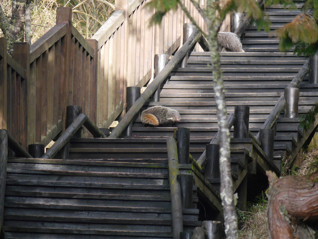Taiwan Crab-eating Mongoose in February 2024 by 劉謹毓 · iNaturalist