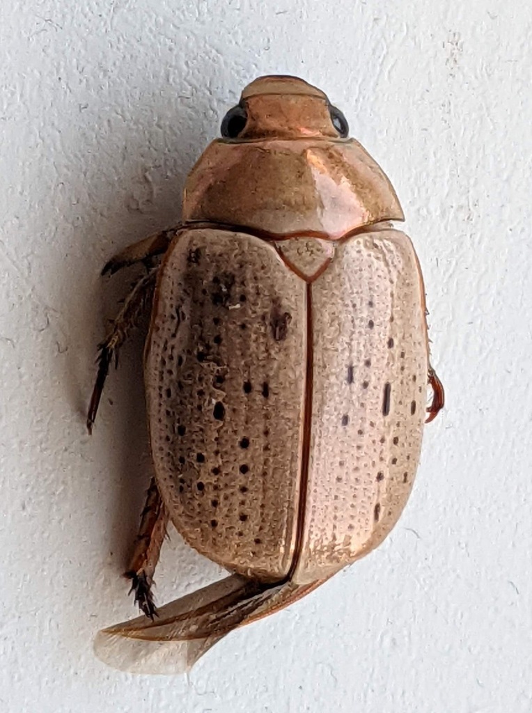 Anoplognathus porosus from Sydney NSW, Australia on December 20, 2023 ...