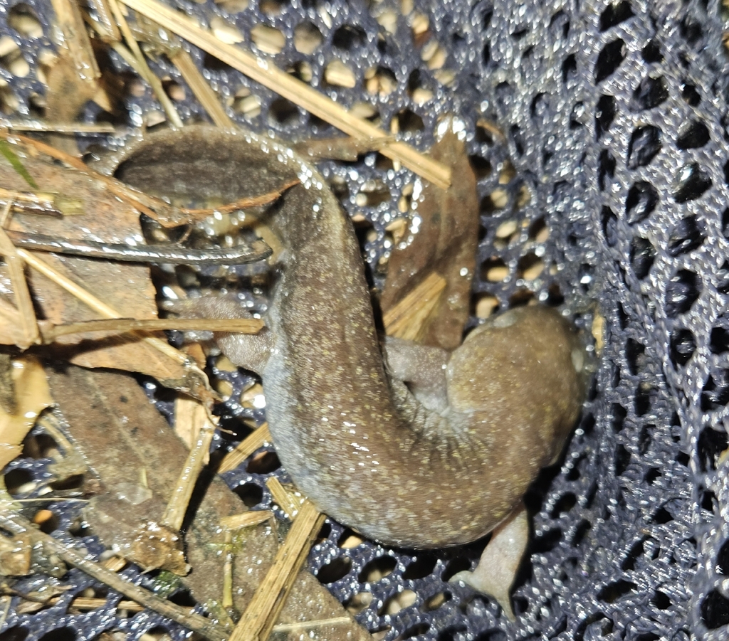 Mole Salamander in February 2024 by Tony Gerard · iNaturalist