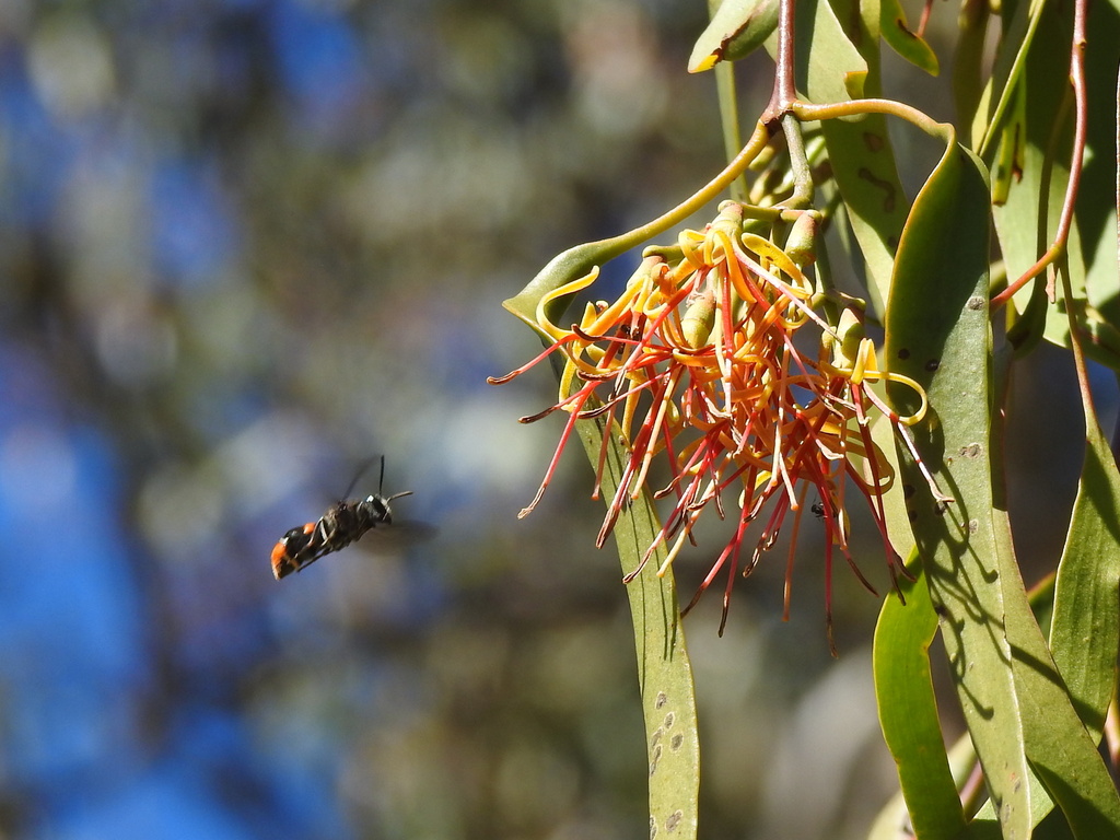 Common Wasp-mimic Bee from Cherry Gardens SA 5157, Australia on ...