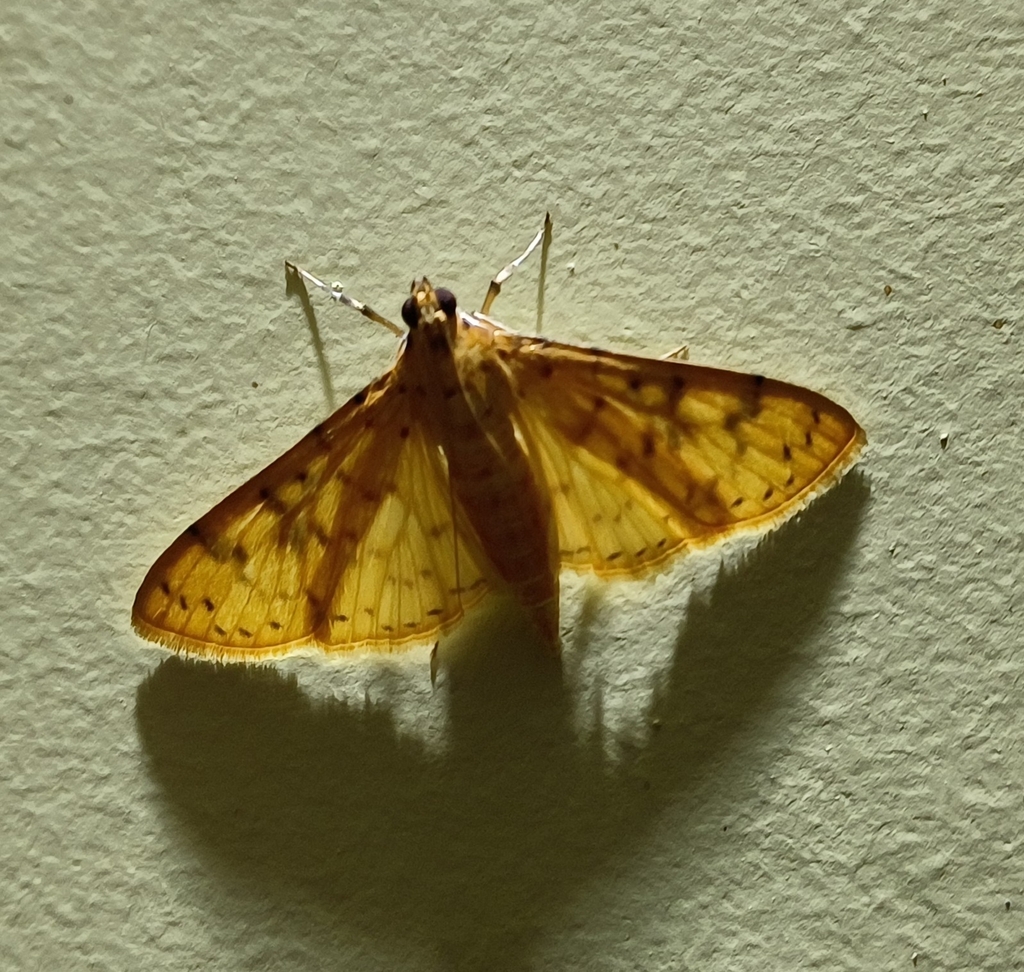 Pearl Moths from X8P7+H7F, Baghar Gaon, Assam 785110, India on February ...