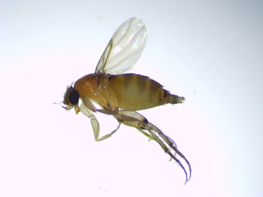 Scaled Hump-backed Fly from Saykheda, Maharashtra 422210, India on ...