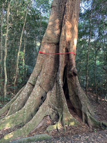 Quercus asymmetrica · NaturaLista Colombia