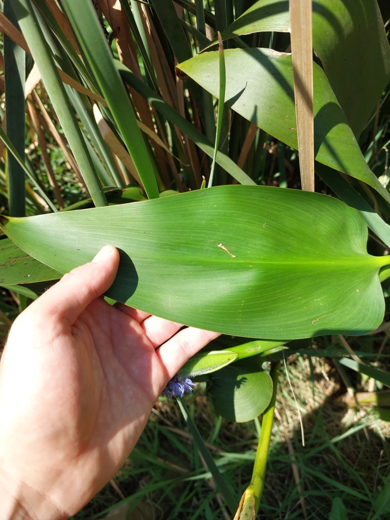 pickerelweed from Colbyn Valley Nature Area, Coordinates 'S25 44 370 ...