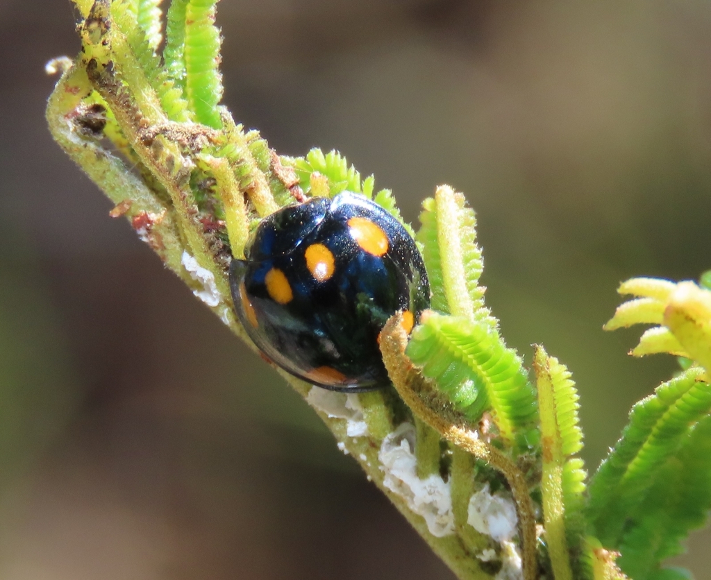 Orcus australasiae from Wallaga Lake NSW 2546, Australia on February 2 ...