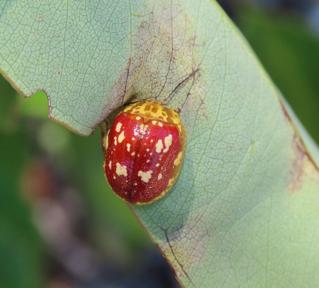 Eucalypt Leaf Beetle from Wallaga Lake NSW 2546, Australia on February ...