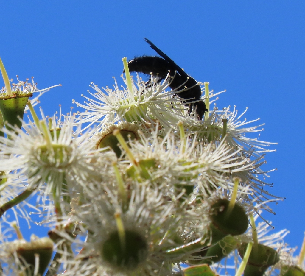 Scoliinae from Wallaga Lake NSW 2546, Australia on February 2, 2024 at ...