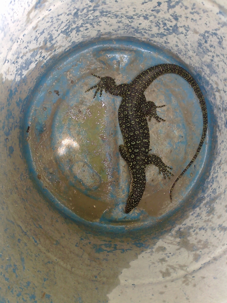 Kei Islands Monitor from Kel. Ketsoblak, Pulau Dullah Sel., Kota Tual ...