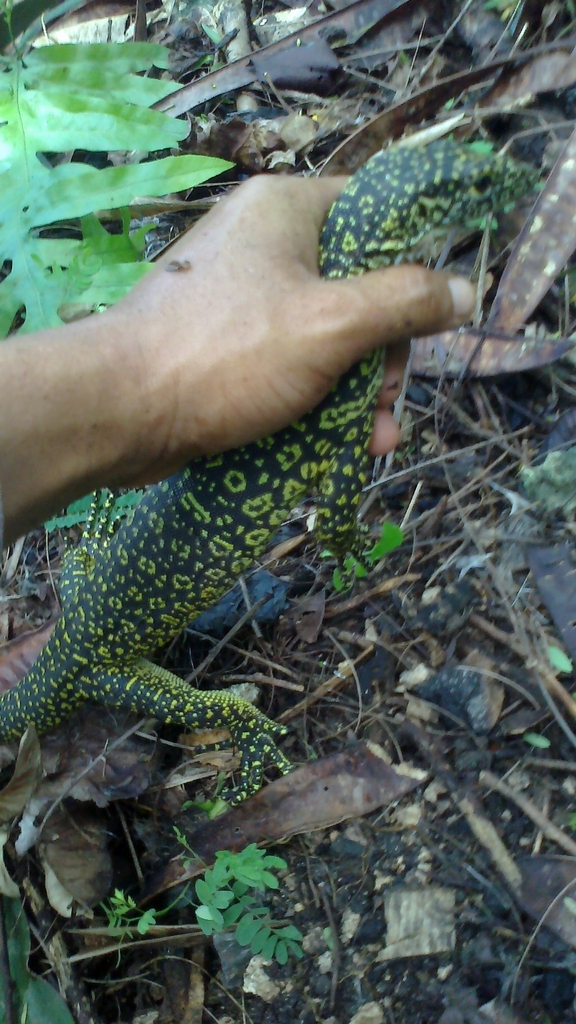 Kei Islands Monitor from CQ63+46, Kel. Ketsoblak, Pulau Dullah Sel ...