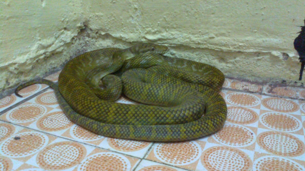 Amethyst Python from CQ63+46, Kel. Ketsoblak, Pulau Dullah Sel., Kota ...