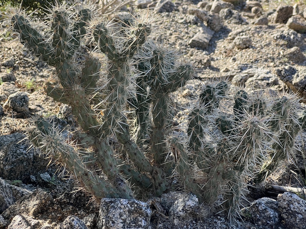 Gander's cholla from Santa Rosa and San Jacinto Mountains National ...