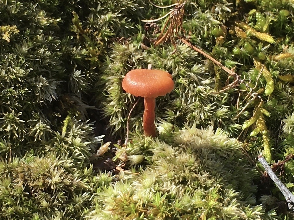 Deceivers from Mark Twain National Forest, Arcadia, MO, US on February ...