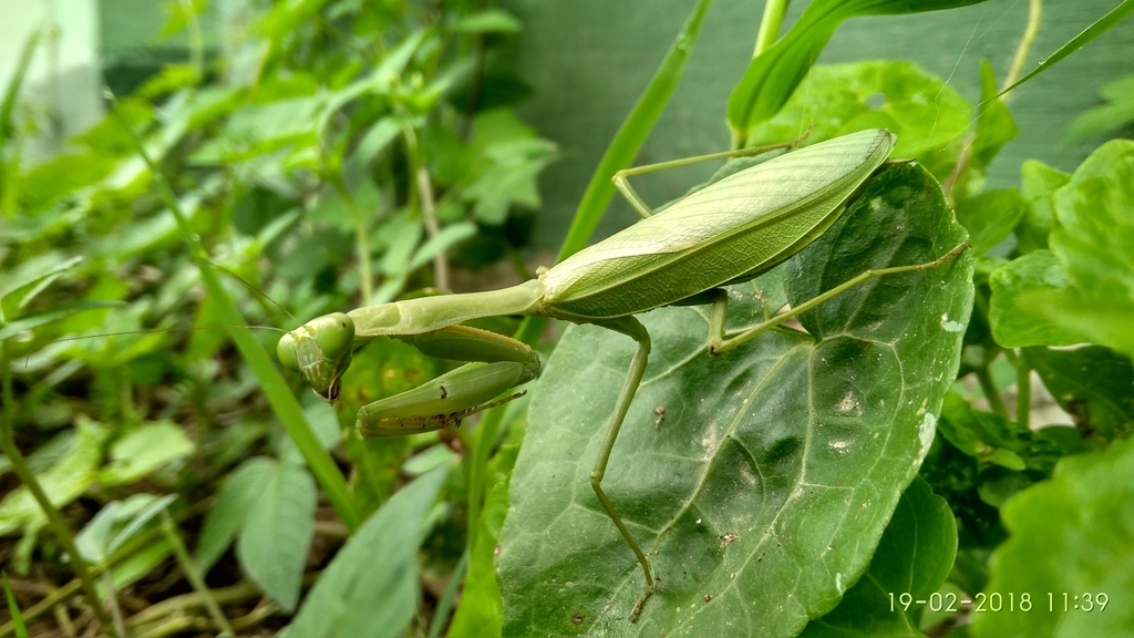 Giant Asian Mantises From C4rx M6 Dembek Distrik Momi Waren