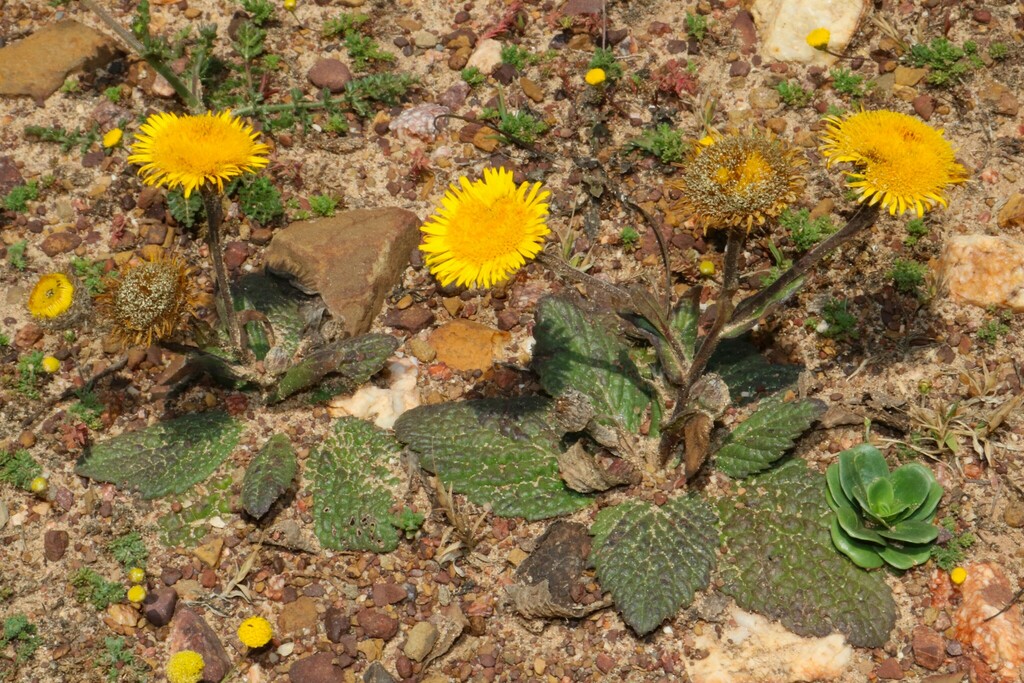 Pulicaria odora from Cabo Sao Vincente, Portugal on May 24, 2016 at 12: ...