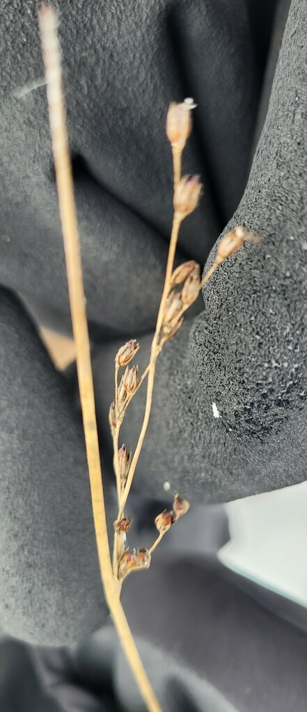 Baltic Rush from Sault Ste. Marie, ON, Canada on February 3, 2024 at 10:40 AM by S. Phippen ...