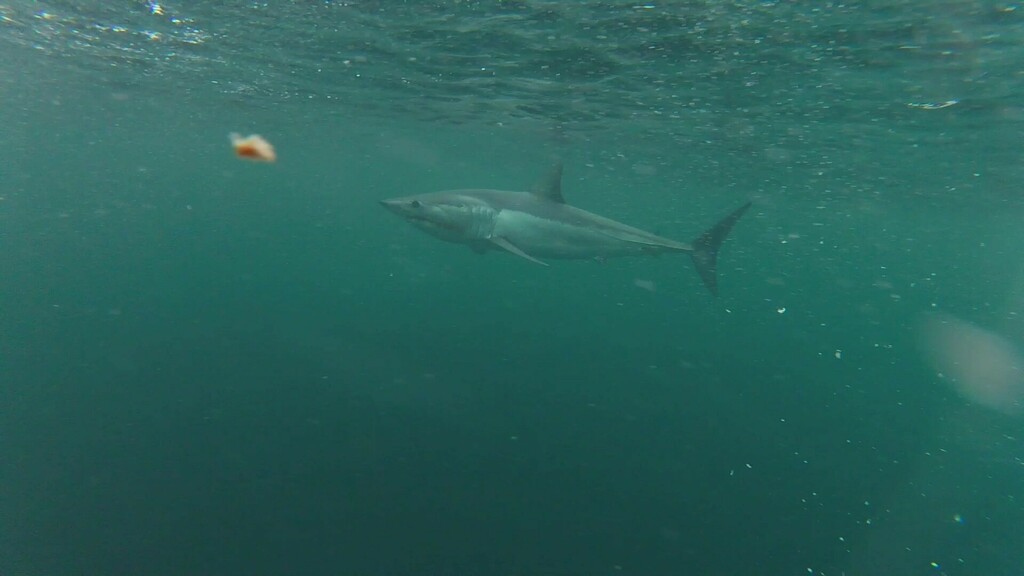 Shortfin Mako in February 2024 by Shark Exp Adminstration. Mako, 1.2m ...