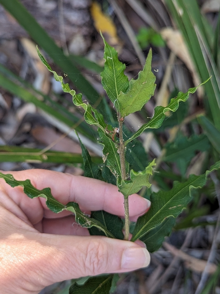 Notelaea longifolia from Vincentia NSW 2540, Australia on February 3 ...