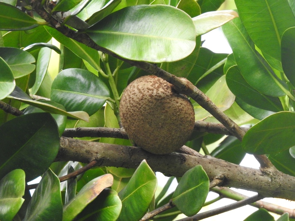 Mammee Apple Tree from El Yunque National Forest, Río Grande, Puerto ...