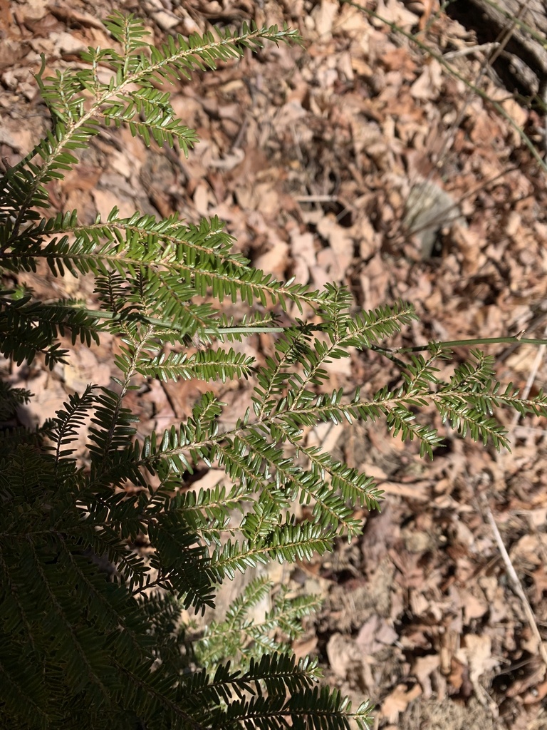 eastern hemlock from Cleveland, SC, US on February 3, 2024 at 12:37 PM ...